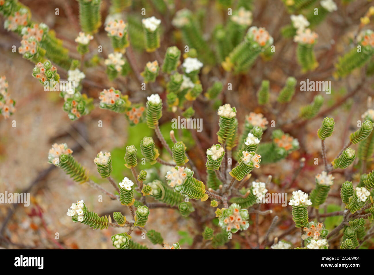 New zealand shrub veronica hi-res stock photography and images - Alamy