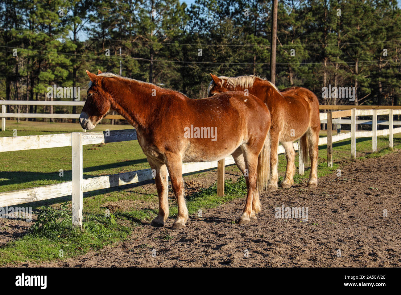 Savannah campground hi-res stock photography and images - Alamy