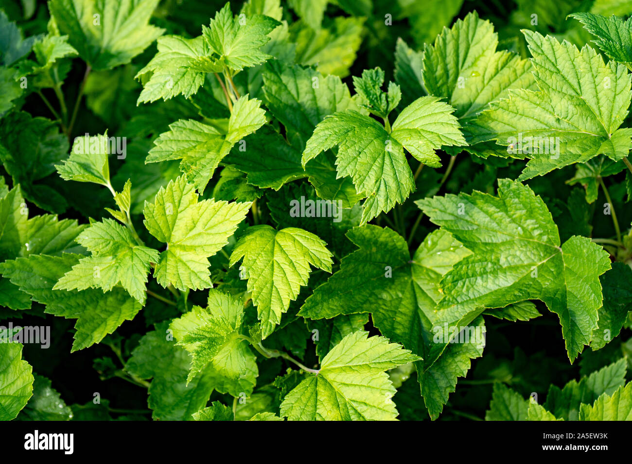 Currant bush leaves. Gorgeous juicy greens. Green life Stock Photo - Alamy