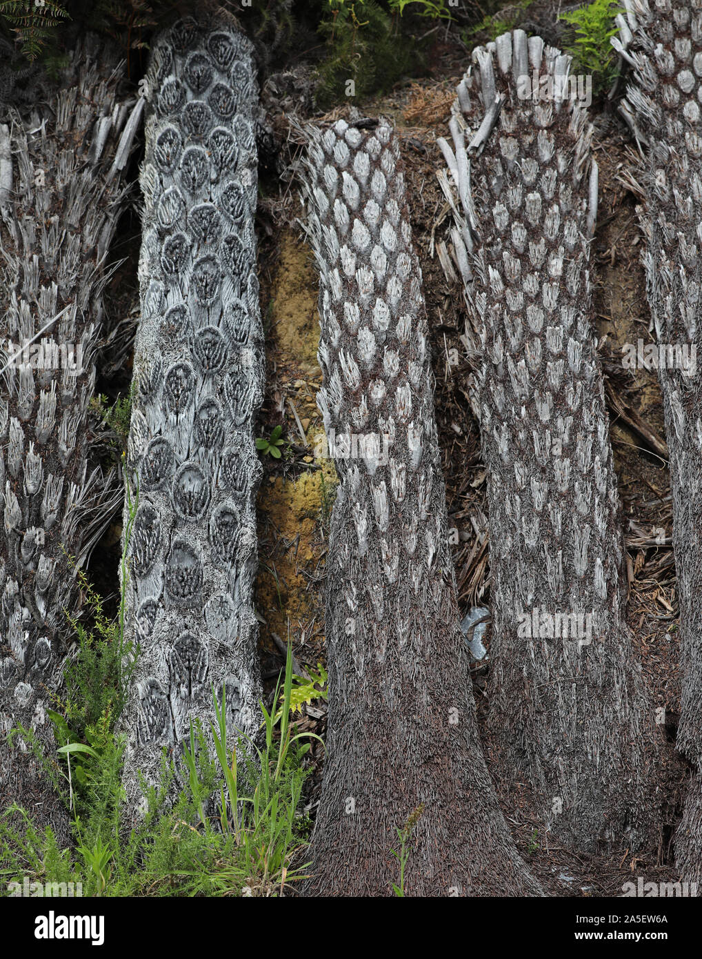 Fern with abstract background hi-res stock photography and images - Alamy