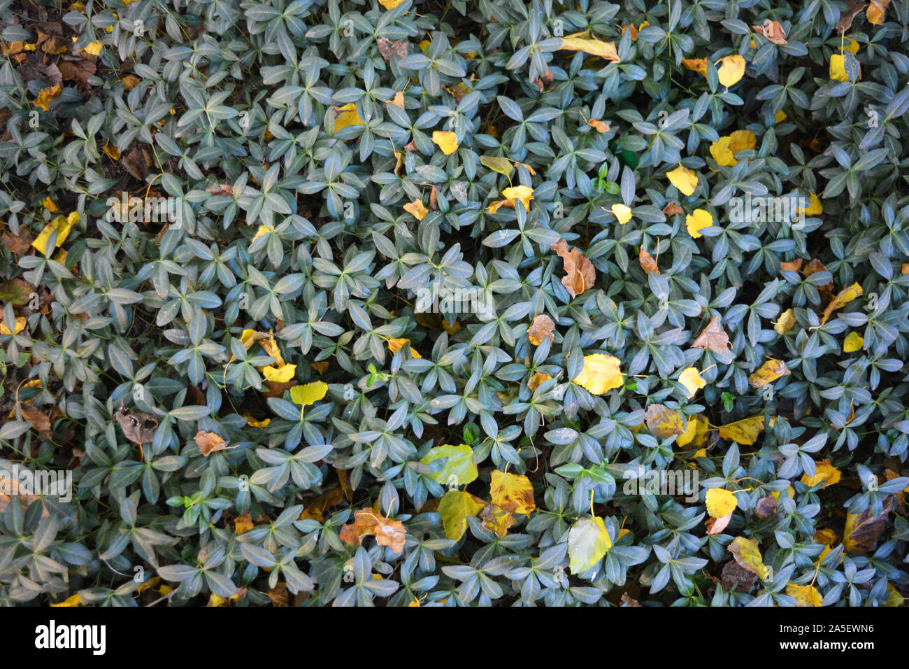 Bright, curly and colorful Ukrainian flowers of periwinkle with autumn ...