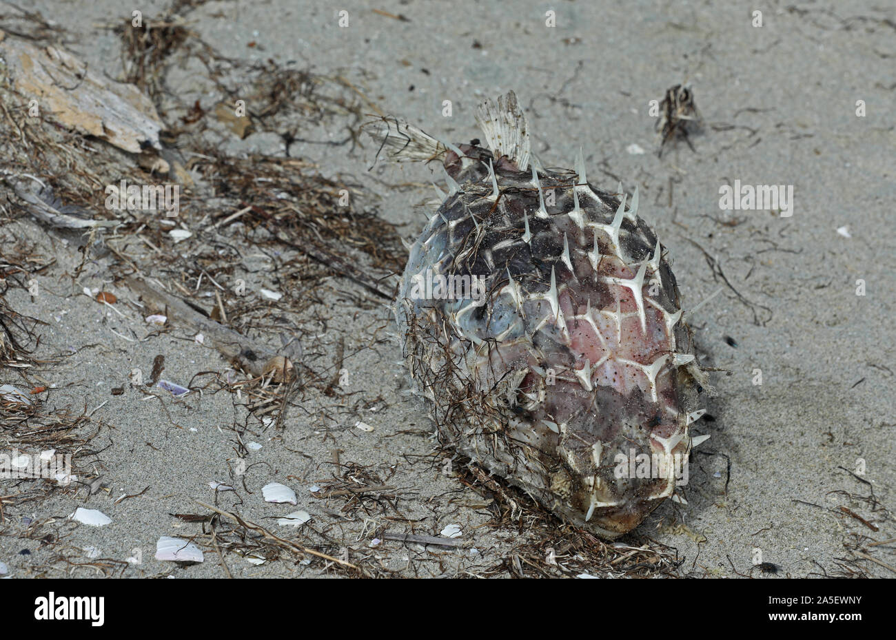 Dead fish on the beach Stock Photo - Alamy