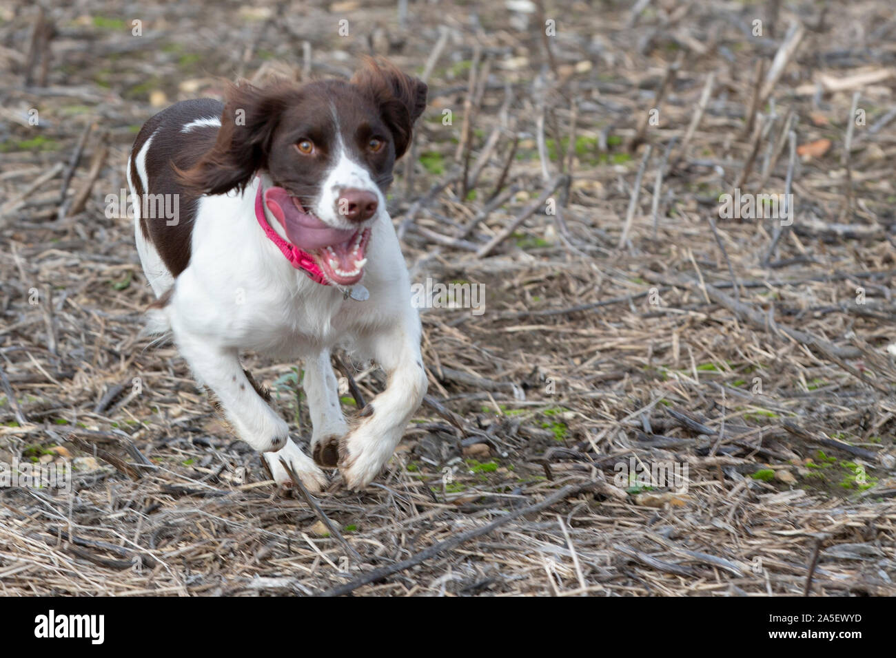 English Springer Spaniel muddy puddles Stock Photo - Alamy