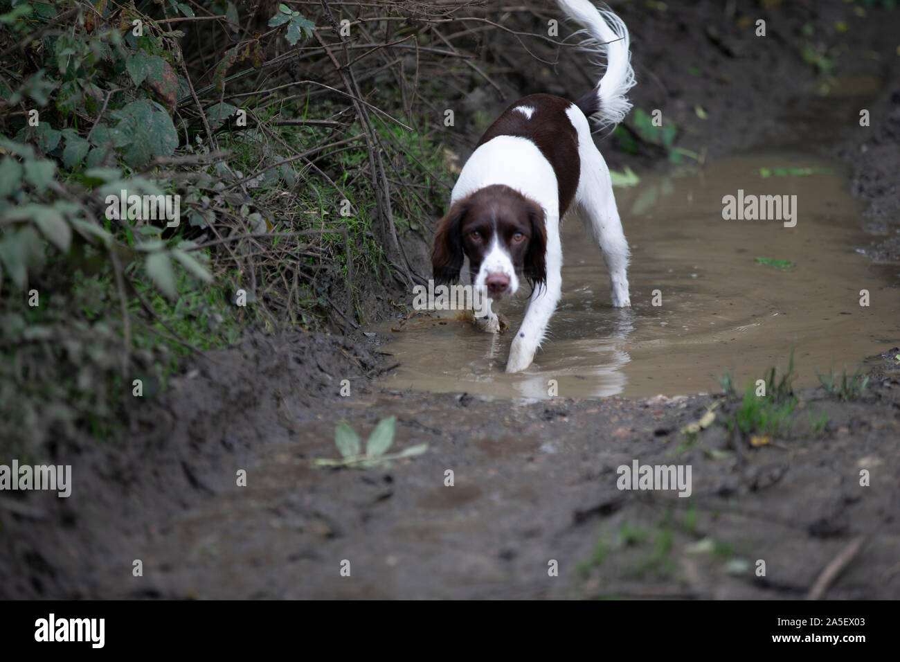 English Springer Spaniel muddy puddles Stock Photo - Alamy