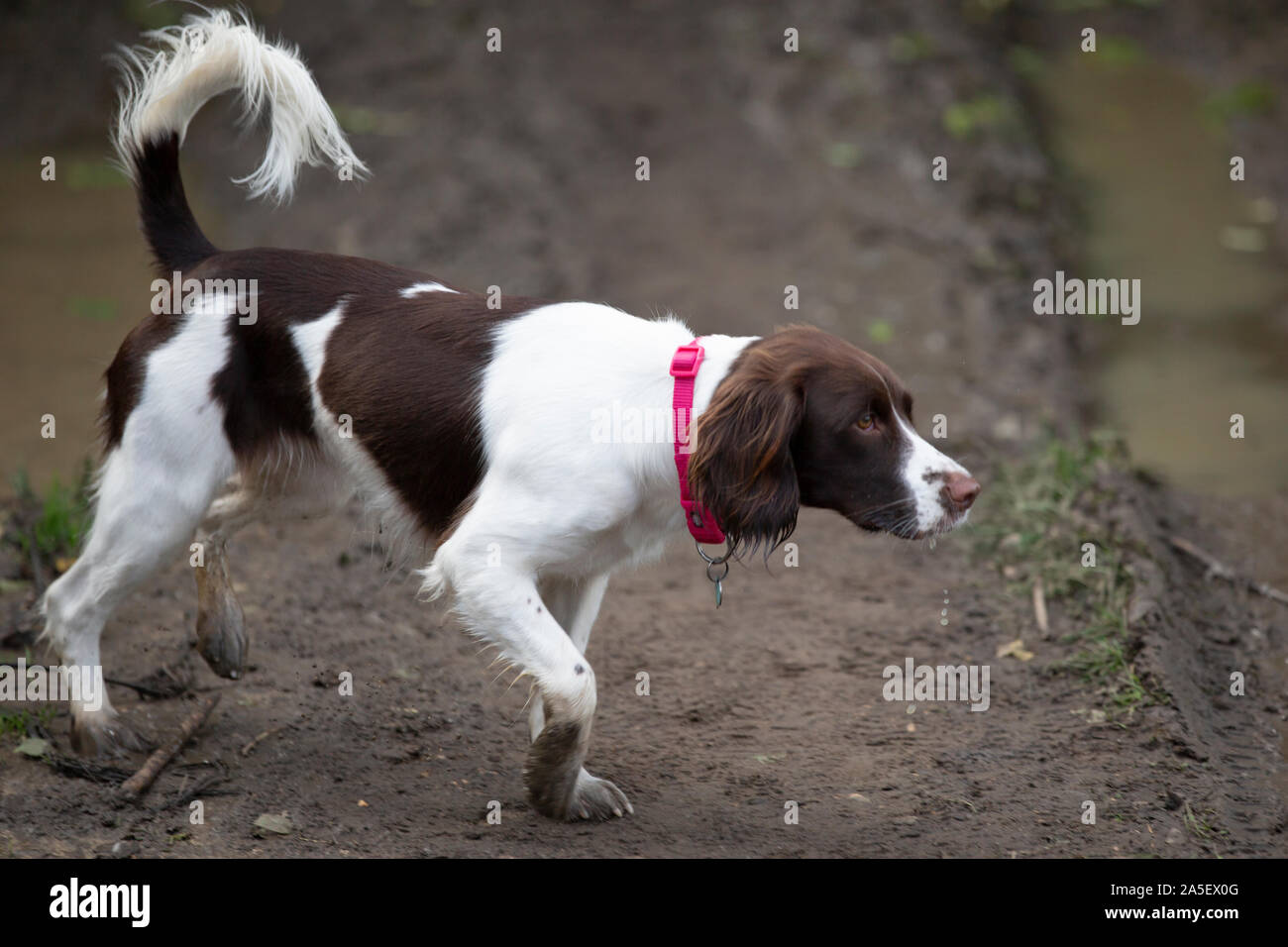 English Springer Spaniel muddy puddles Stock Photo - Alamy