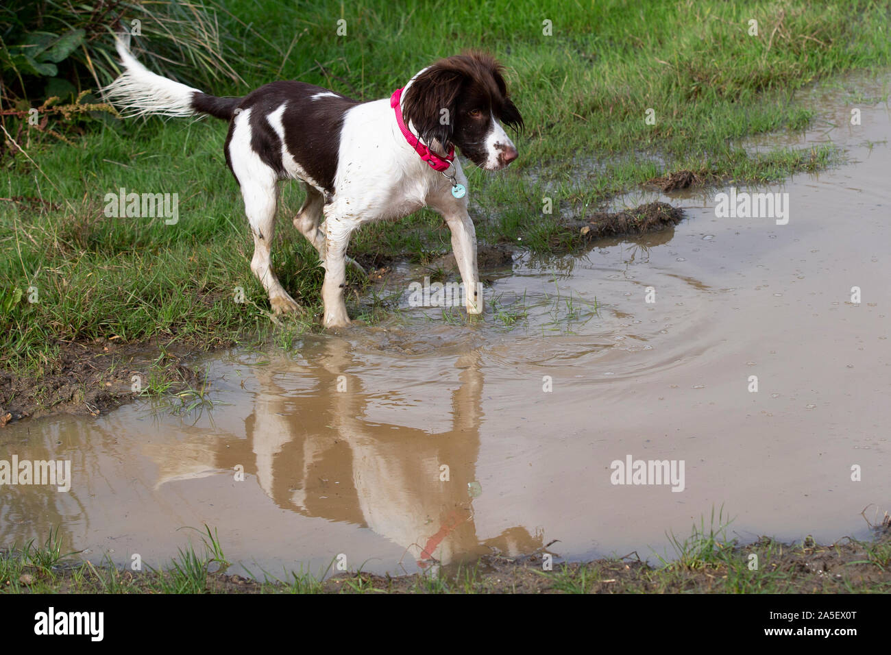 English Springer Spaniel muddy puddles Stock Photo - Alamy