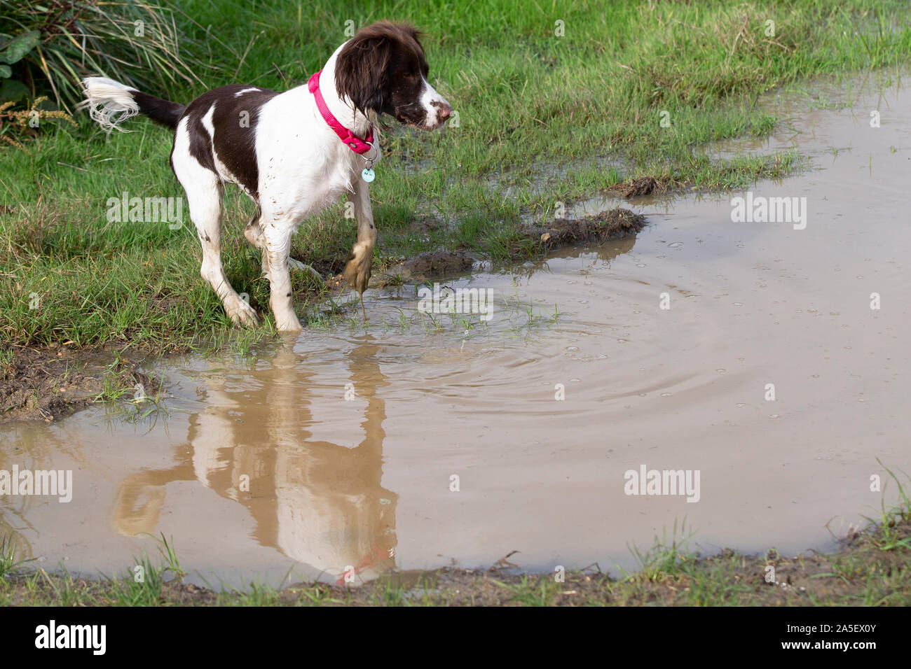 English Springer Spaniel muddy puddles Stock Photo - Alamy