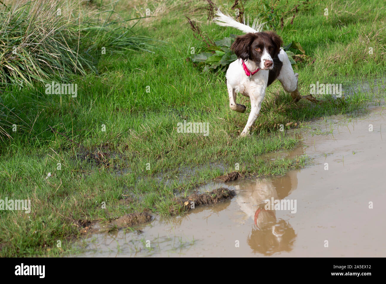 English Springer Spaniel muddy puddles Stock Photo - Alamy