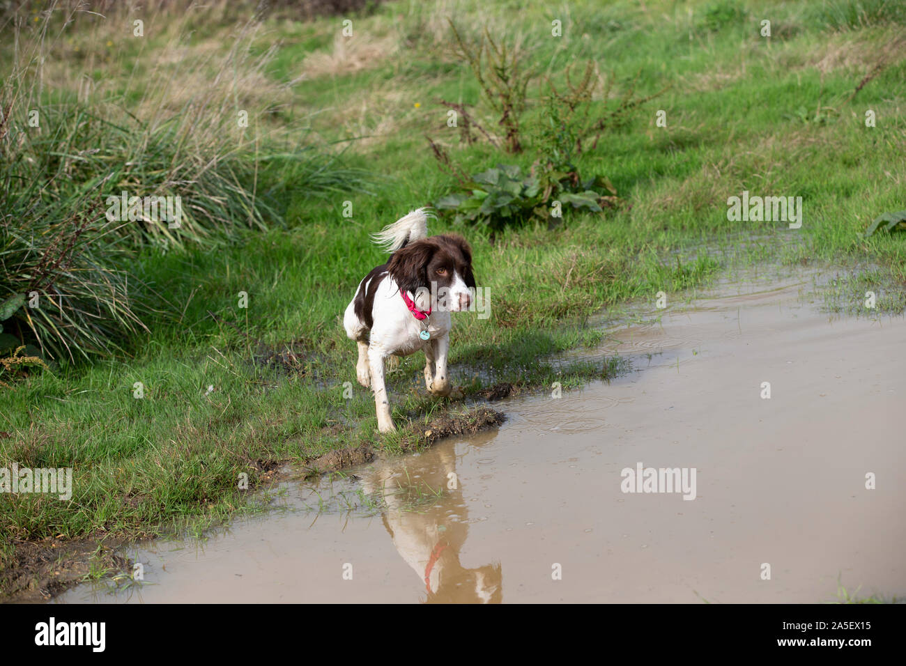 Springer Spaniel Muddy High Resolution Stock Photography and Images - Alamy