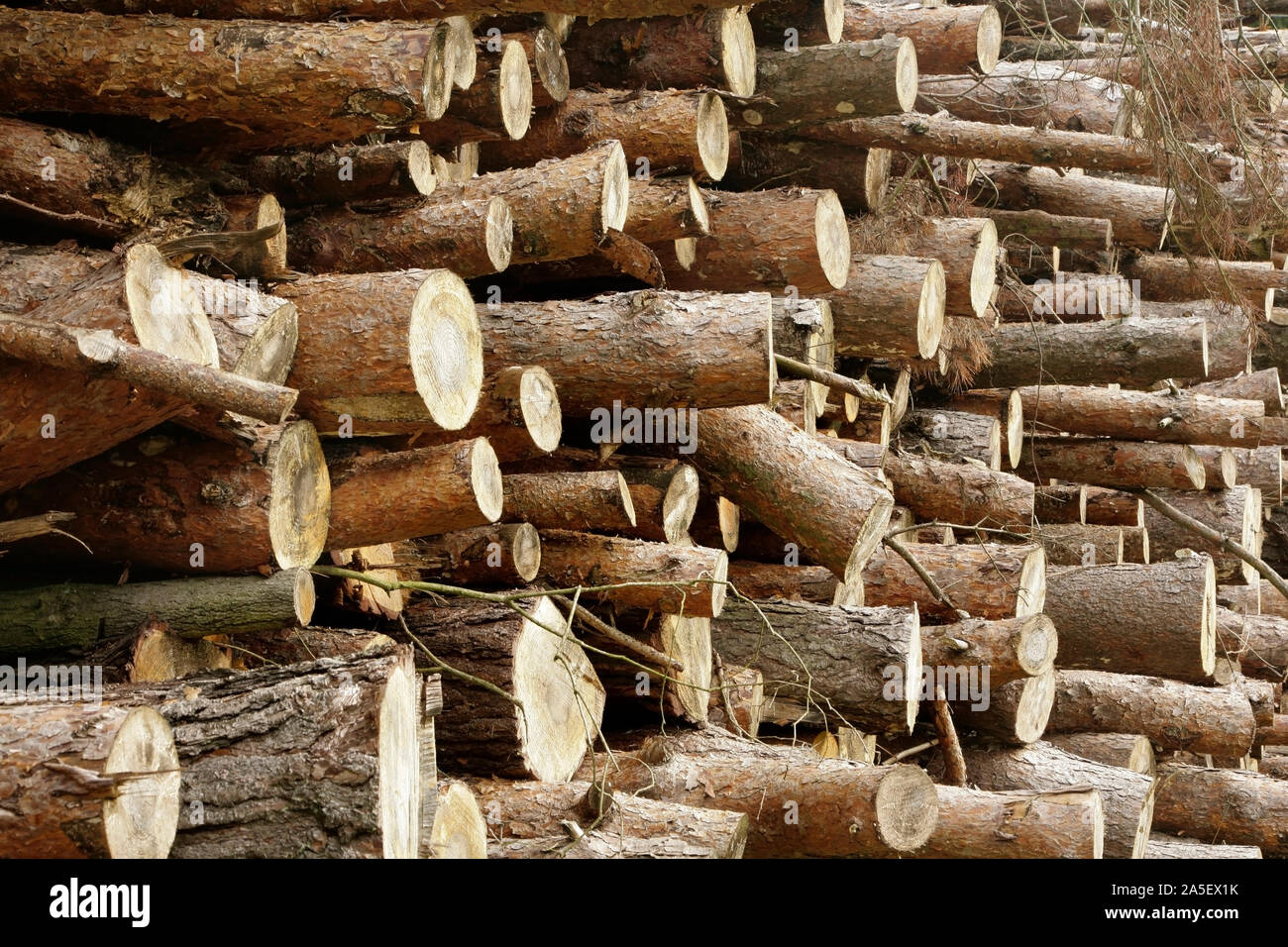 Large pile of logs Stock Photo - Alamy