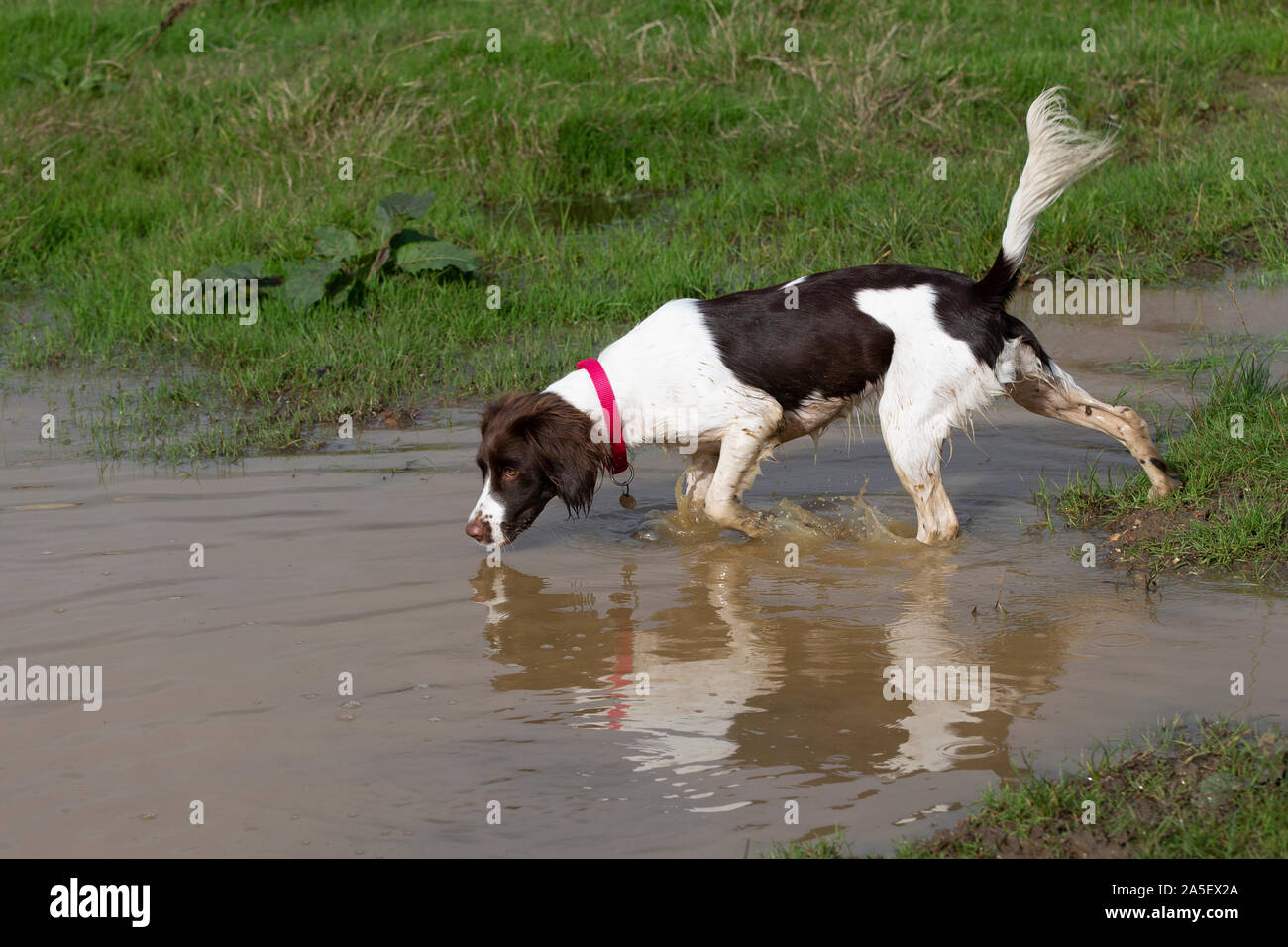 English Springer Spaniel muddy puddles Stock Photo - Alamy