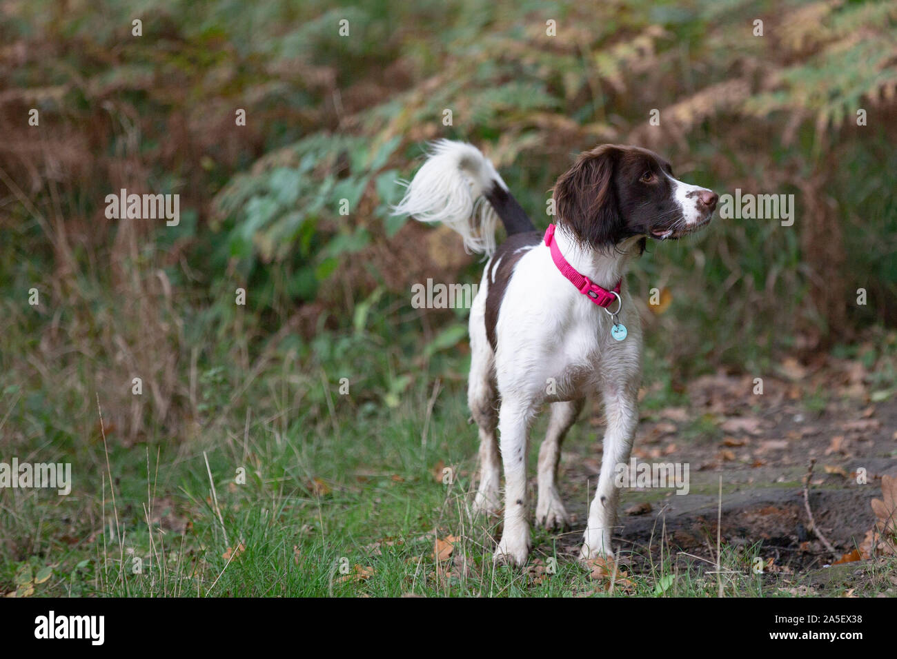 English Springer Spaniel muddy puddles Stock Photo - Alamy