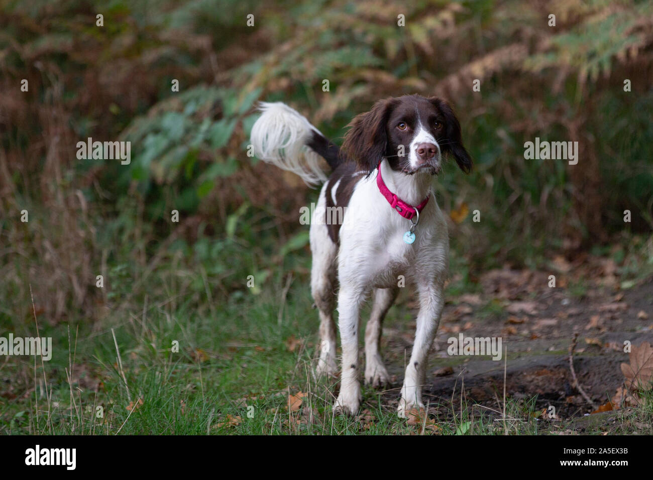 Springer Spaniel Muddy High Resolution Stock Photography and Images - Alamy
