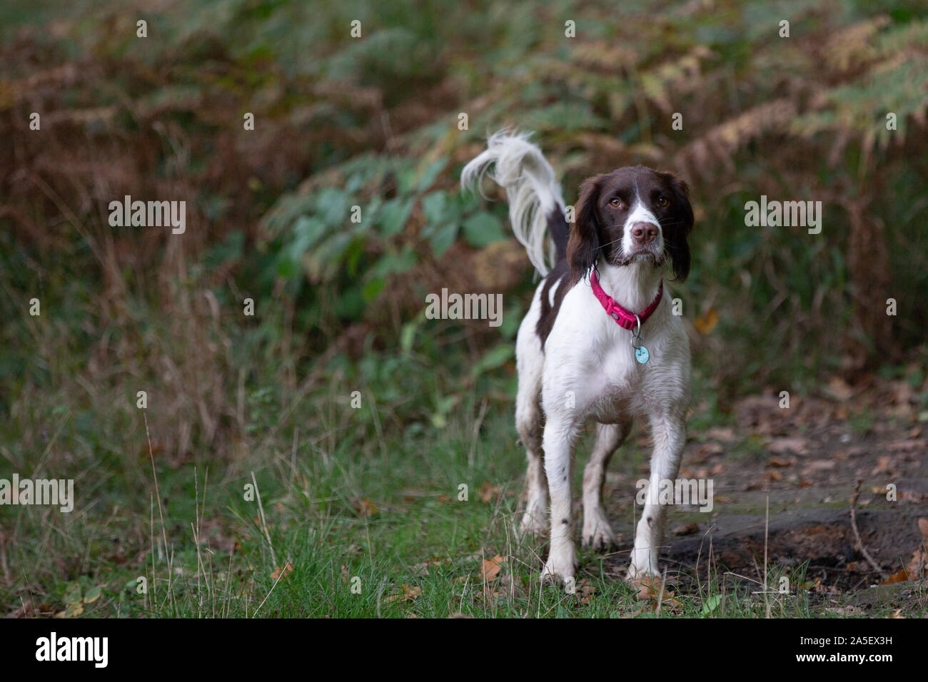 Springer Spaniel Muddy High Resolution Stock Photography and Images - Alamy