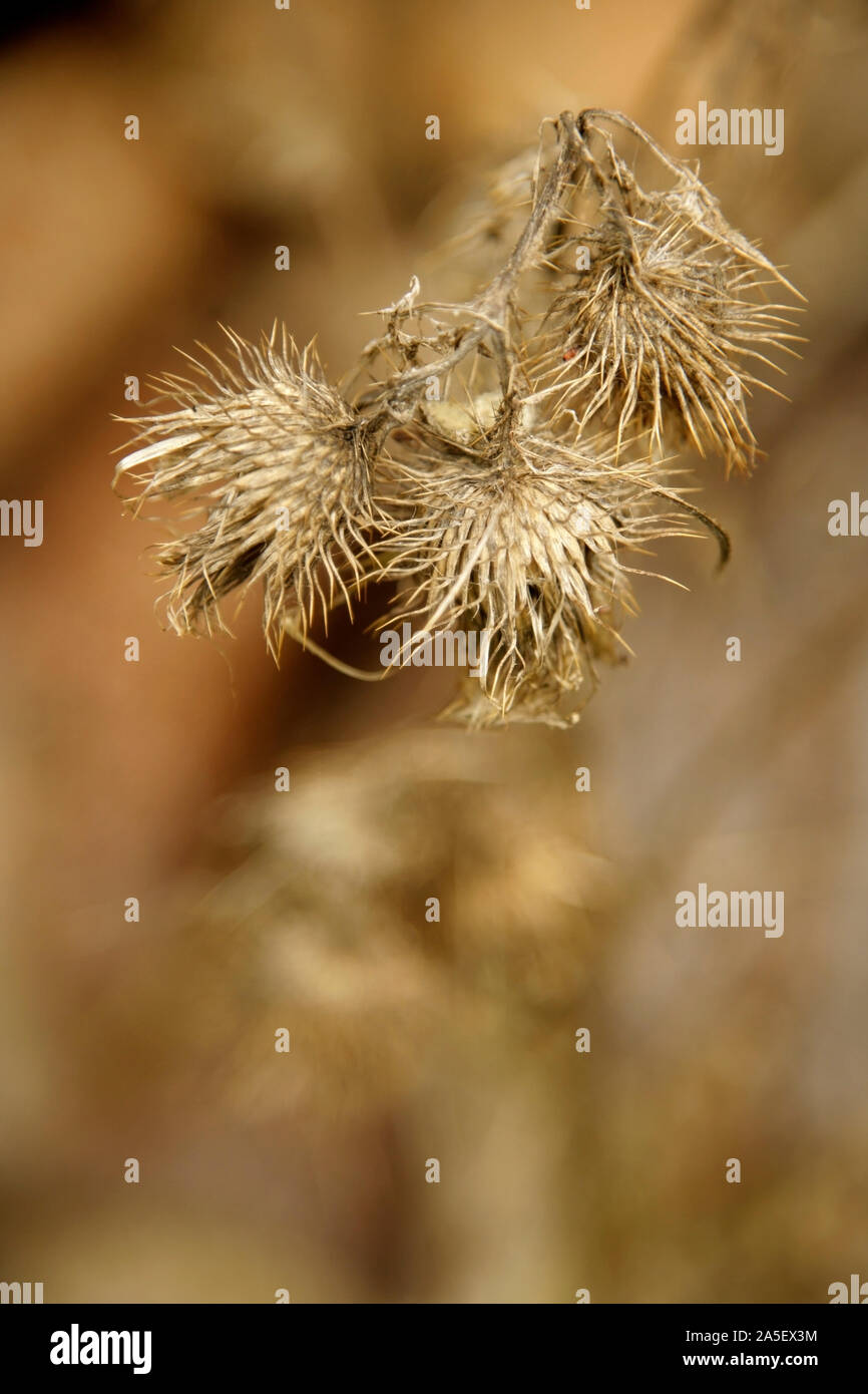 Seed heads of thistles hi-res stock photography and images - Alamy