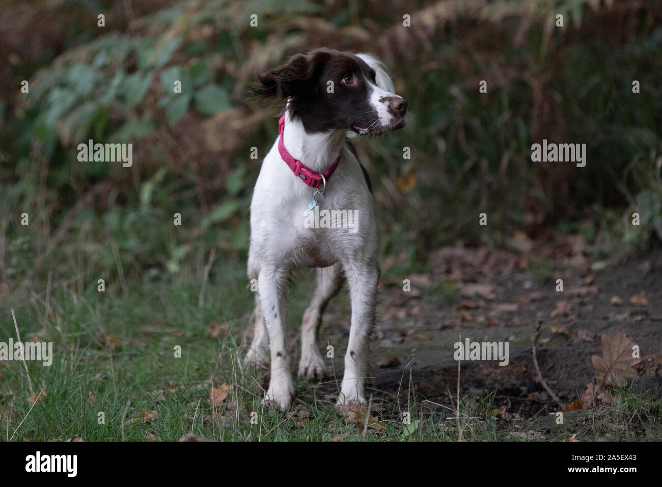 English Springer Spaniel muddy puddles Stock Photo - Alamy