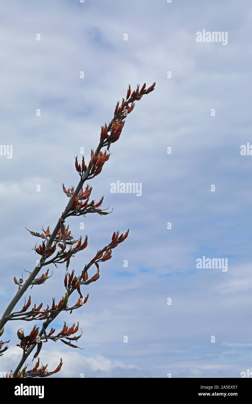 Harakeke hi-res stock photography and images - Alamy