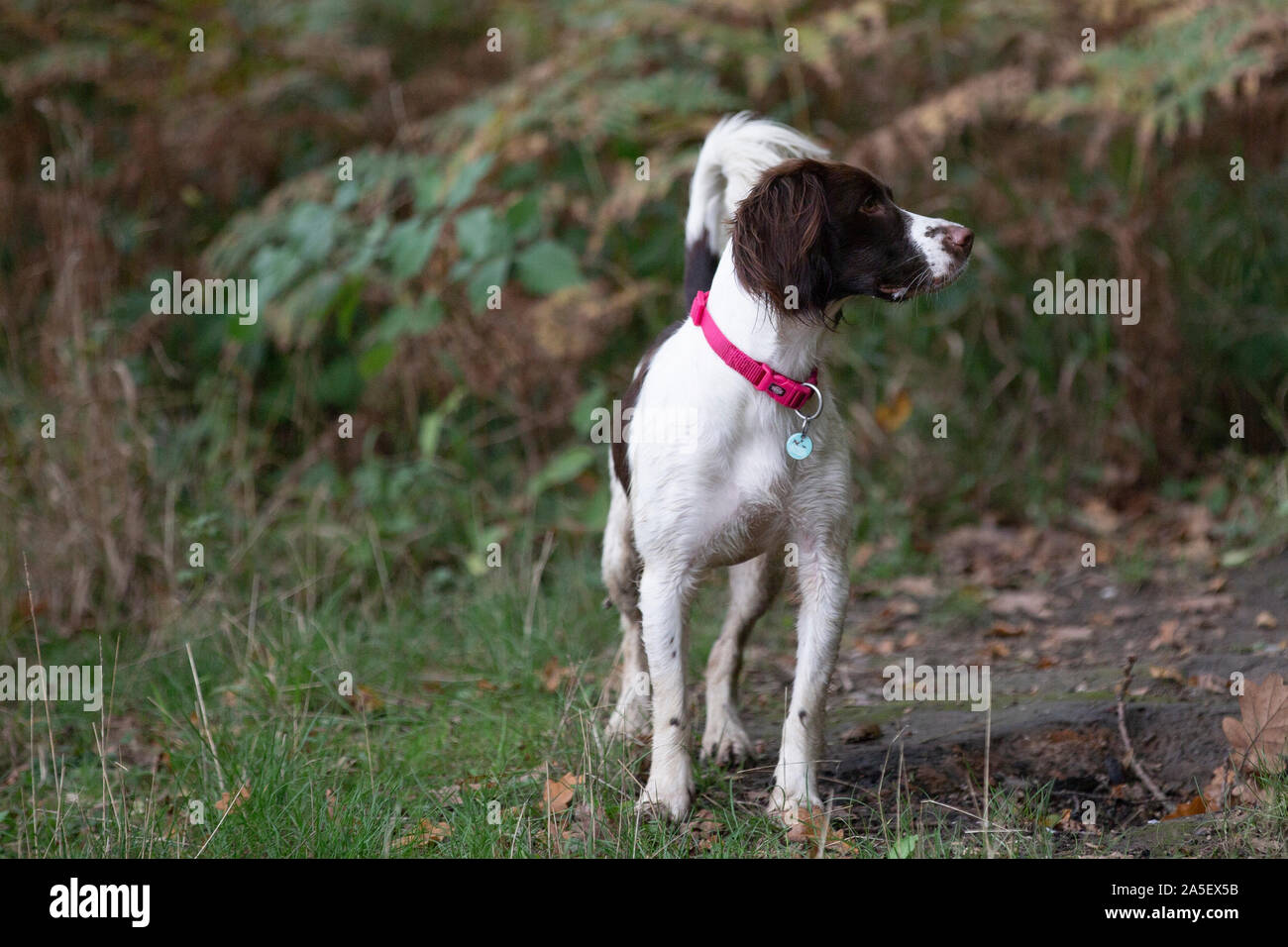 English Springer Spaniel muddy puddles Stock Photo - Alamy