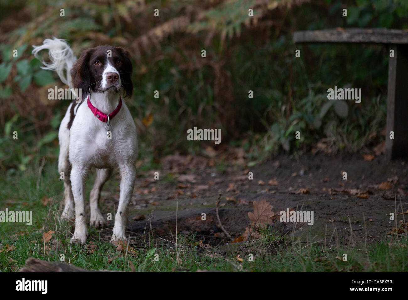 English Springer Spaniel muddy puddles Stock Photo - Alamy