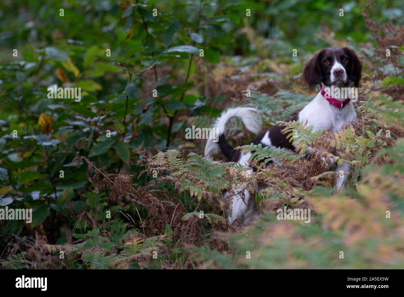 English Springer Spaniel muddy puddles Stock Photo - Alamy