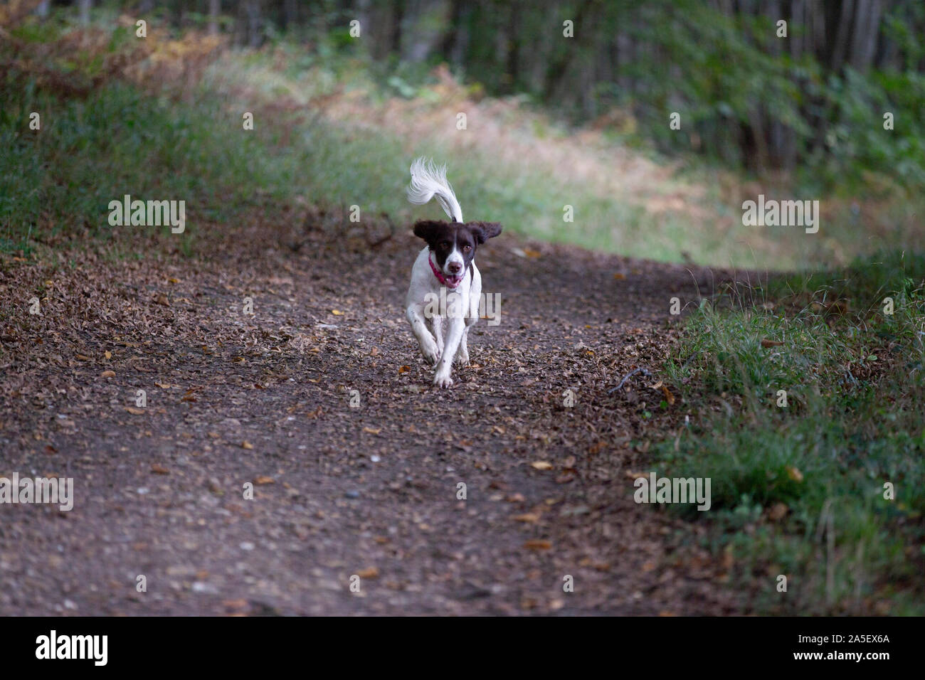 English Springer Spaniel muddy puddles Stock Photo - Alamy