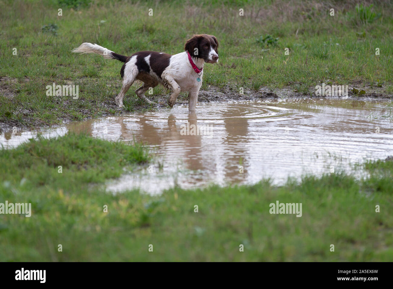 English Springer Spaniel muddy puddles Stock Photo - Alamy
