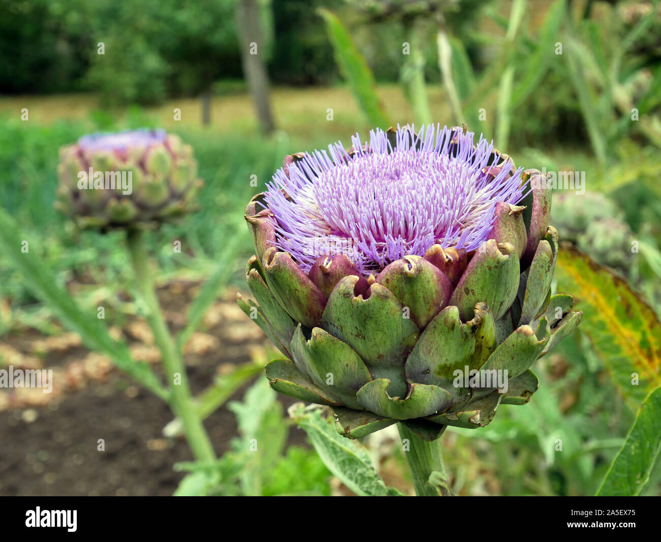 Ornamental artichokes hi-res stock photography and images - Alamy