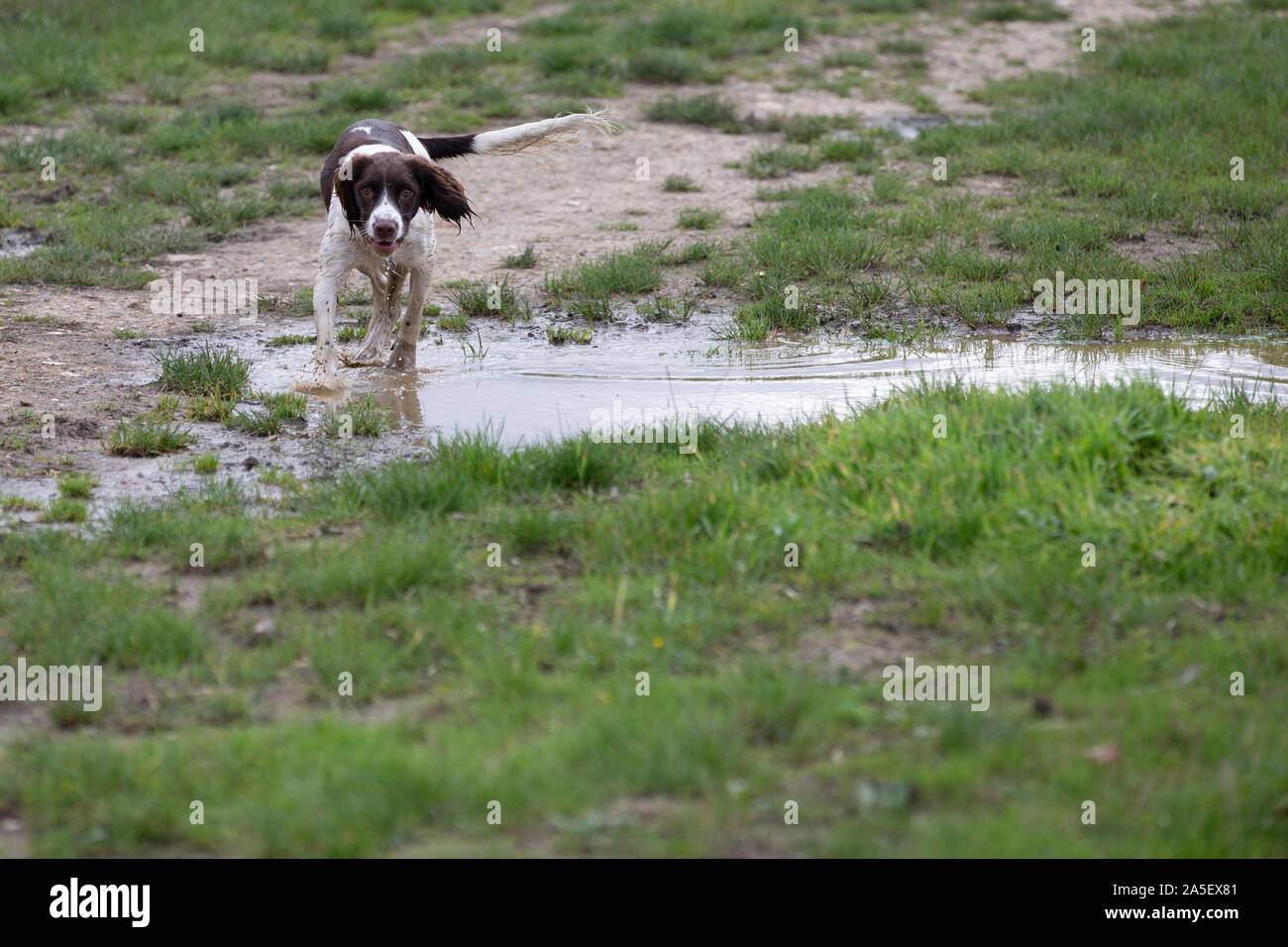 English Springer Spaniel muddy puddles Stock Photo - Alamy