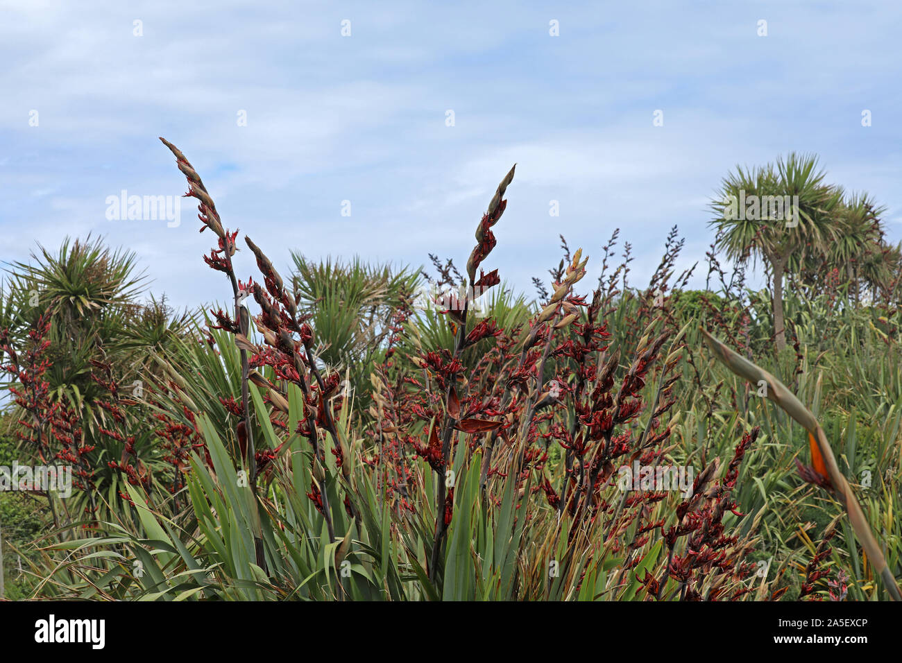 New Zealand flax plant Harakeke Stock Photo - Alamy
