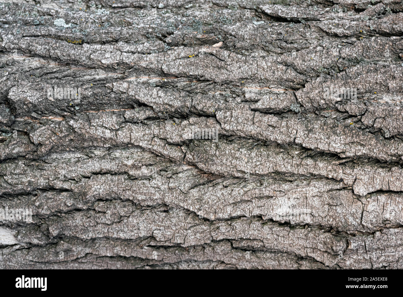 Tree bark texture close up background Stock Photo - Alamy