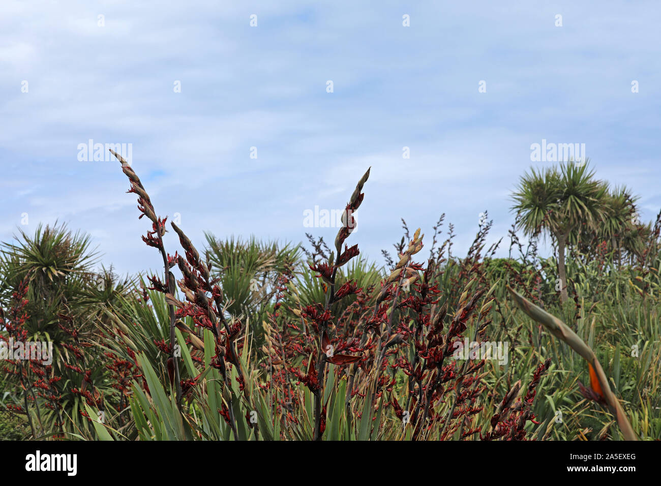 New Zealand flax plant Harakeke Stock Photo - Alamy