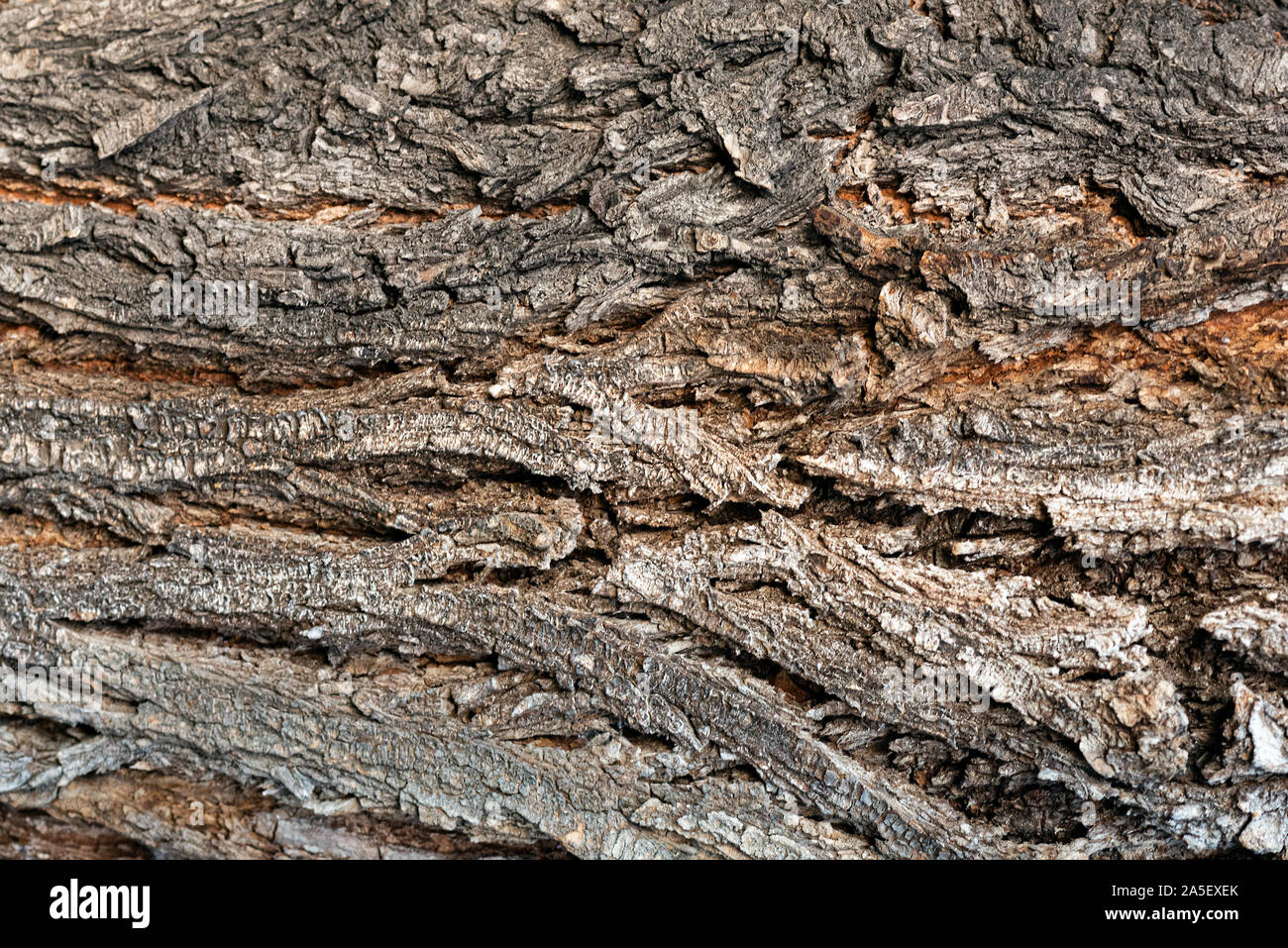 Tree bark texture close up background Stock Photo - Alamy