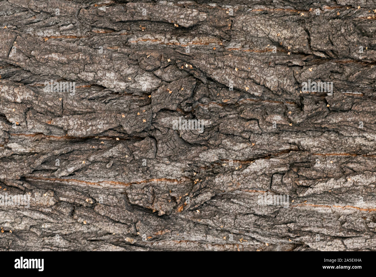 Tree bark texture close up background Stock Photo - Alamy