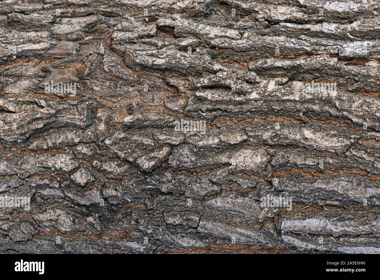 Tree bark texture close up background Stock Photo - Alamy
