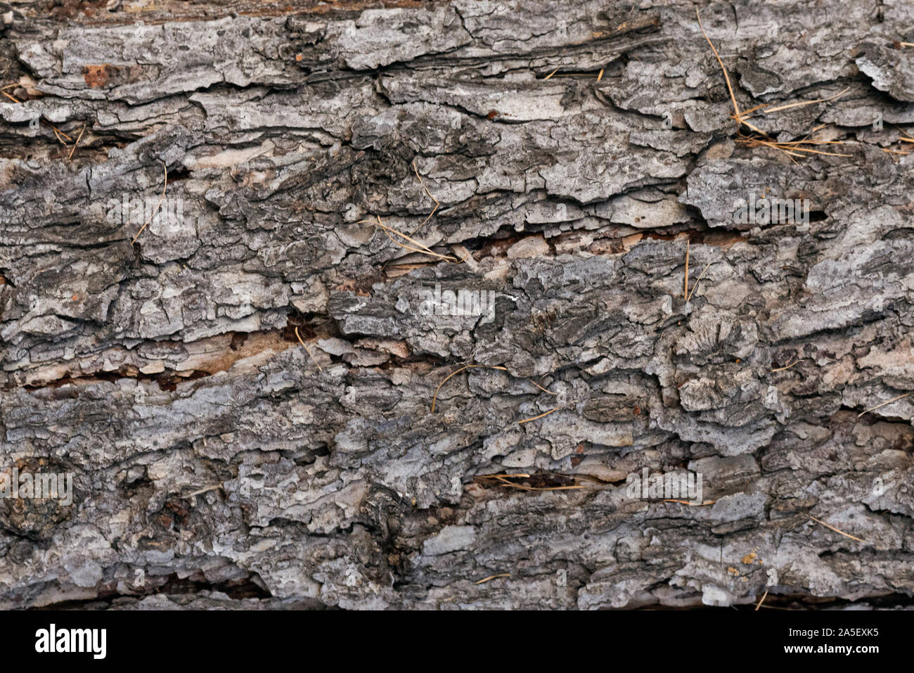 Tree bark texture close up background Stock Photo - Alamy