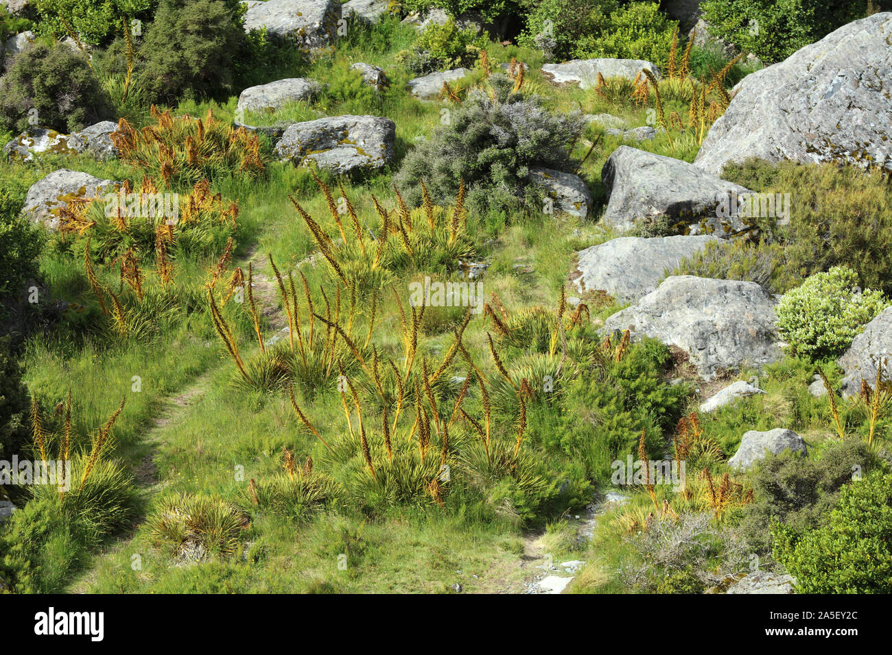 Aciphylla spearfoot plant New Zealand Stock Photo - Alamy