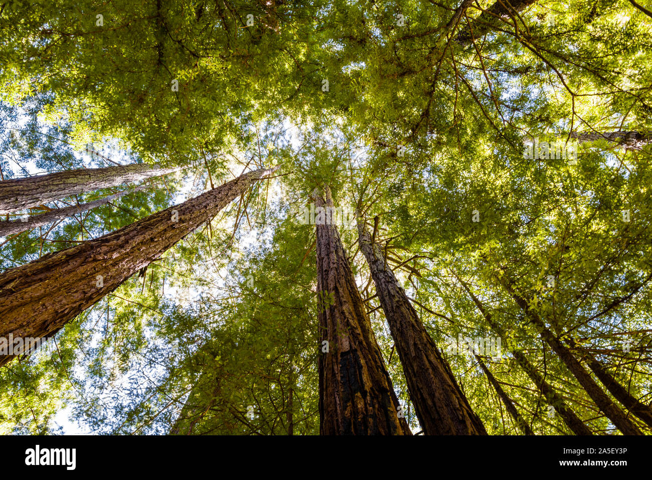 Big Basin Redwood State Park, Look Straight Up Stock Photo - Alamy