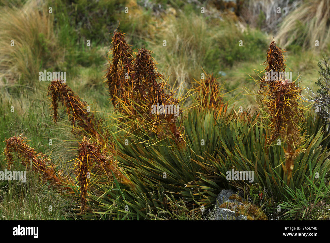 Aciphylla hi-res stock photography and images - Alamy