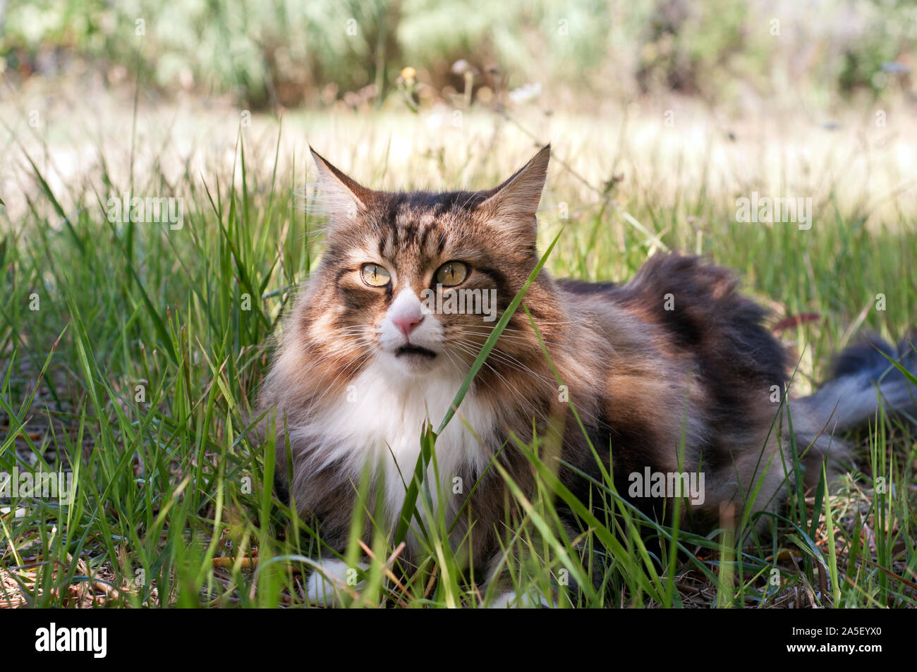 Norwegian forest cat paw hi-res stock photography and images - Alamy