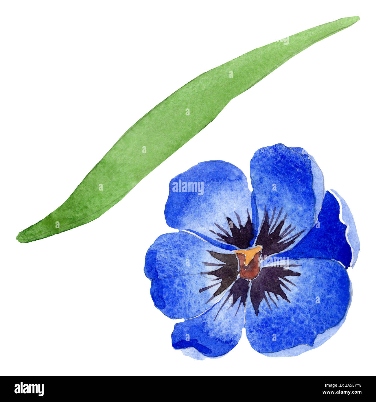 Blue tulip floral botanical flowers. Watercolor background illustration ...
