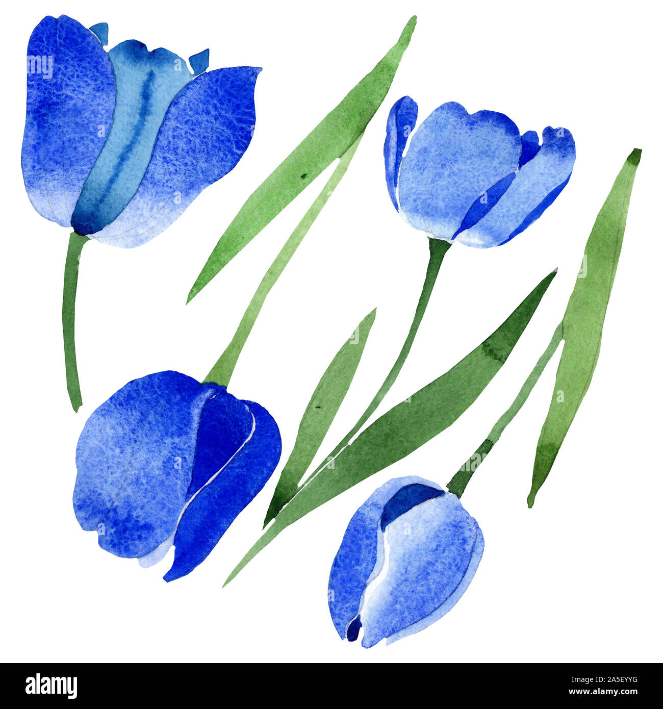 Blue tulip floral botanical flowers. Watercolor background illustration ...