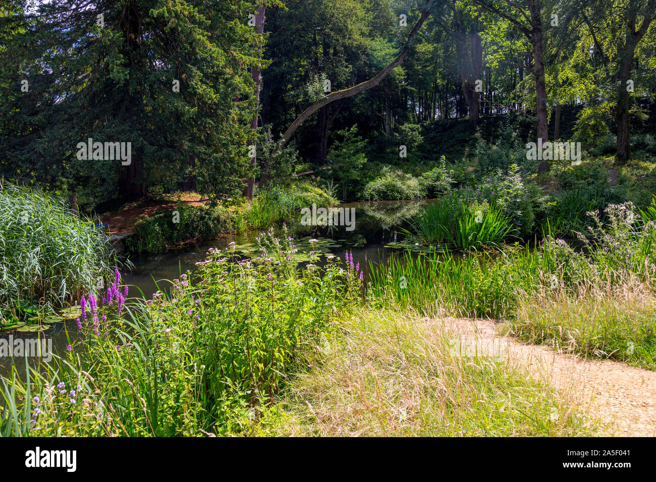 The attractive woodland Marl Pit and lake in the newly restored 'The ...