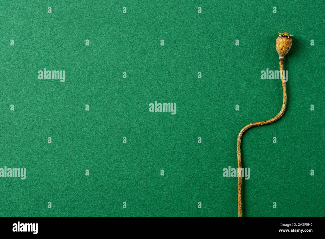 dried poppy capsule, stalk, green paper background, copy space Stock ...