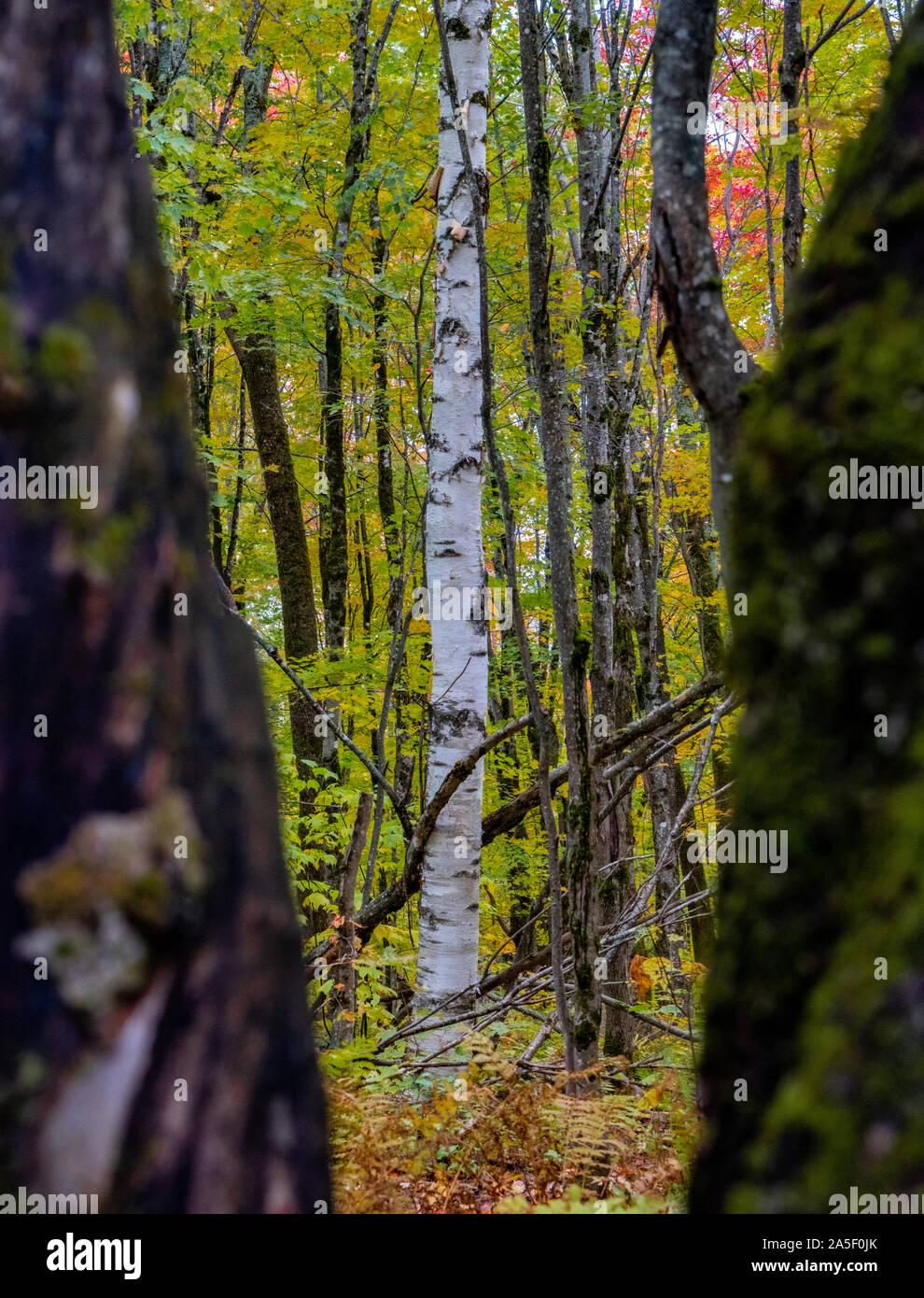 Lone White Birch in Fall Stock Photo - Alamy