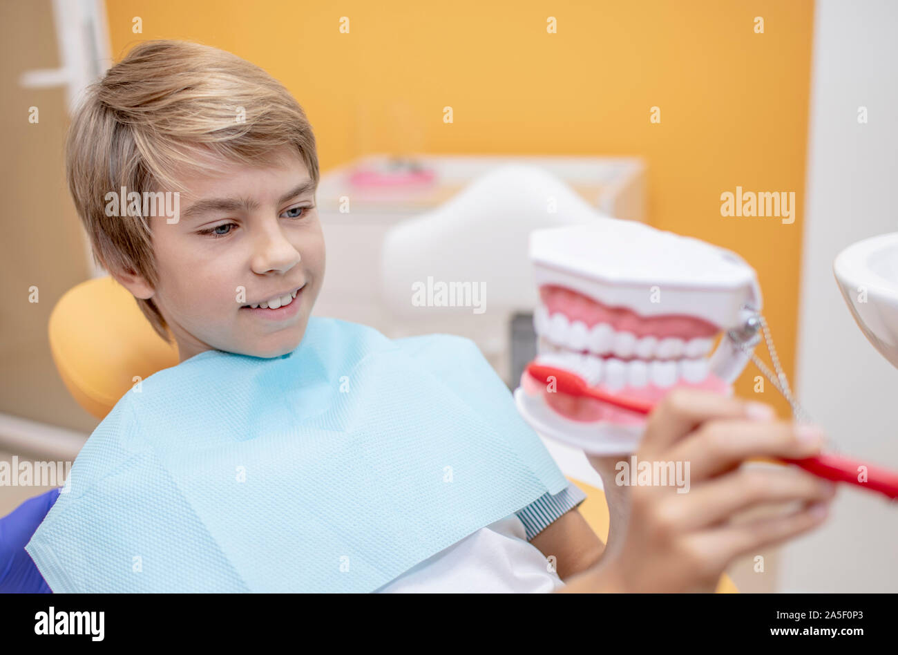 Boy learning to brush his teeth using a model of human jaws Stock Photo ...