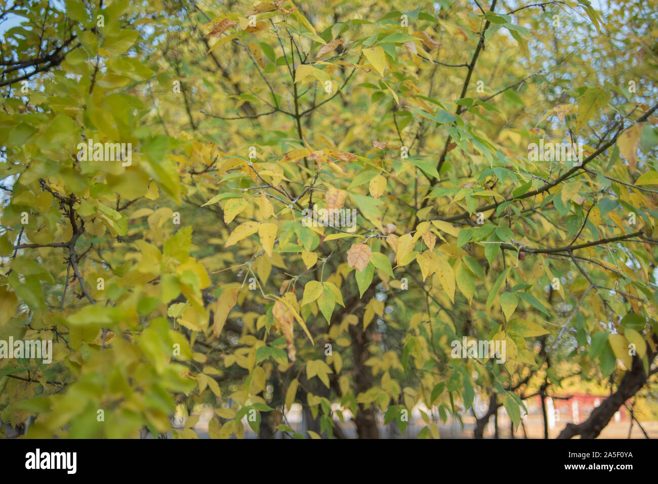Green leaves on a sunny day early autumn. Green leaves on against the ...