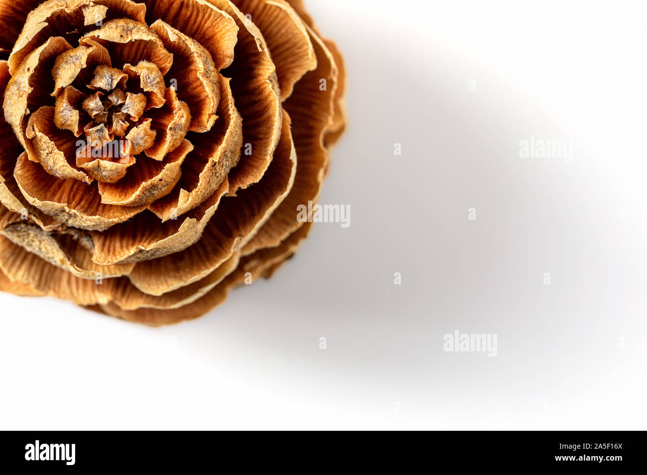 Larch seed cone hi-res stock photography and images - Alamy