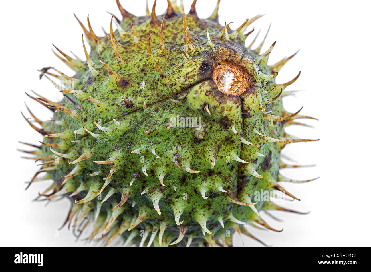 closed shell of a horse - chestnut, isolated on white background Stock ...