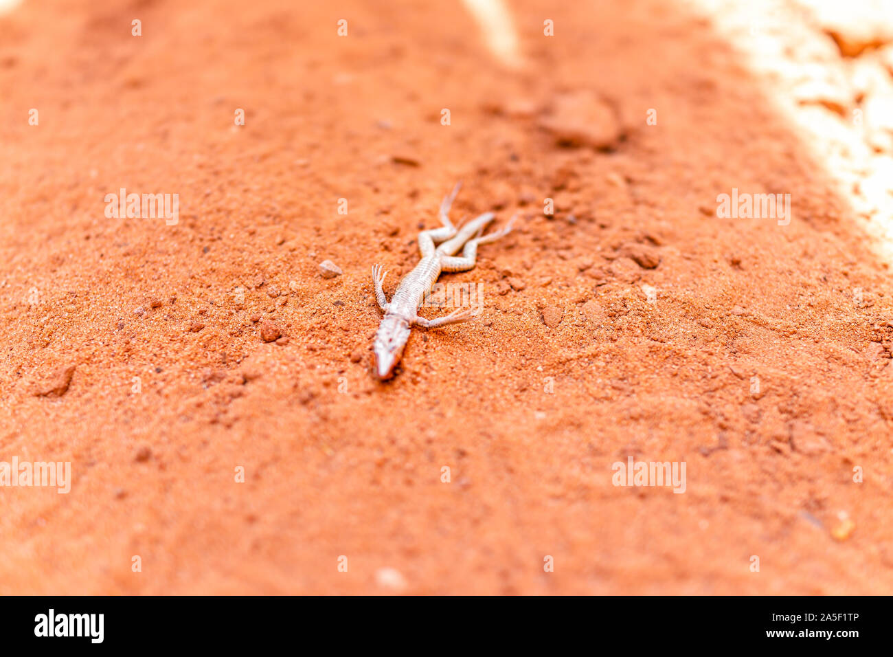 Orange sandstone ground and small dead lizard lying upside down at ...