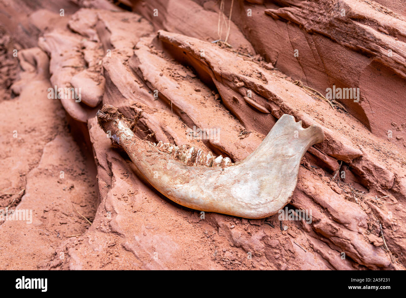 Sandstone ground and large dead jaw bone fossil lying on rocks at ...